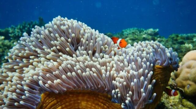 Copas : Arti dan Sejarah Penemuannya - Jambiserucom : berita jambi seru ...